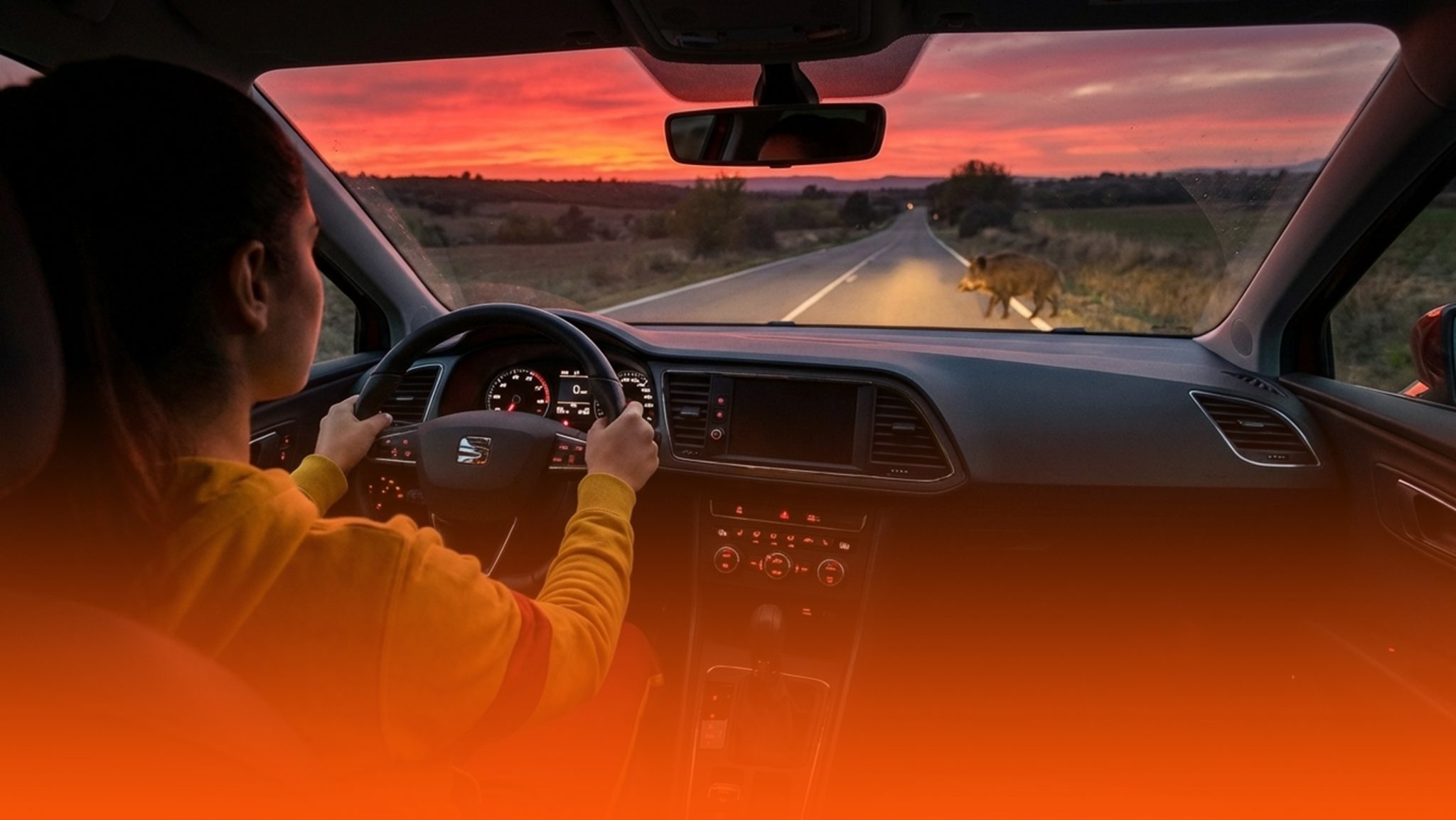 Animals On The Road: A Risk Many Drivers Underestimate - TopGearMobility